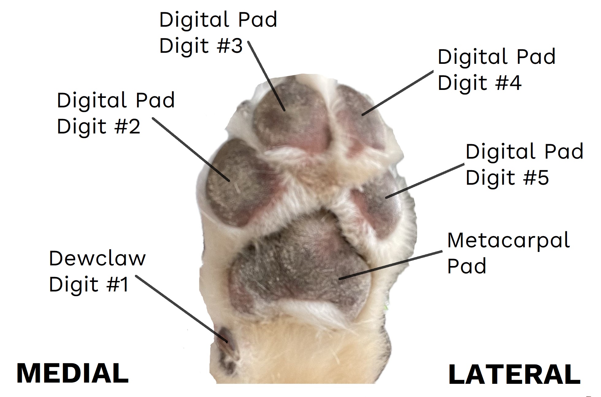 3.6 Integumentary System – Introduction to Veterinary Terminology
