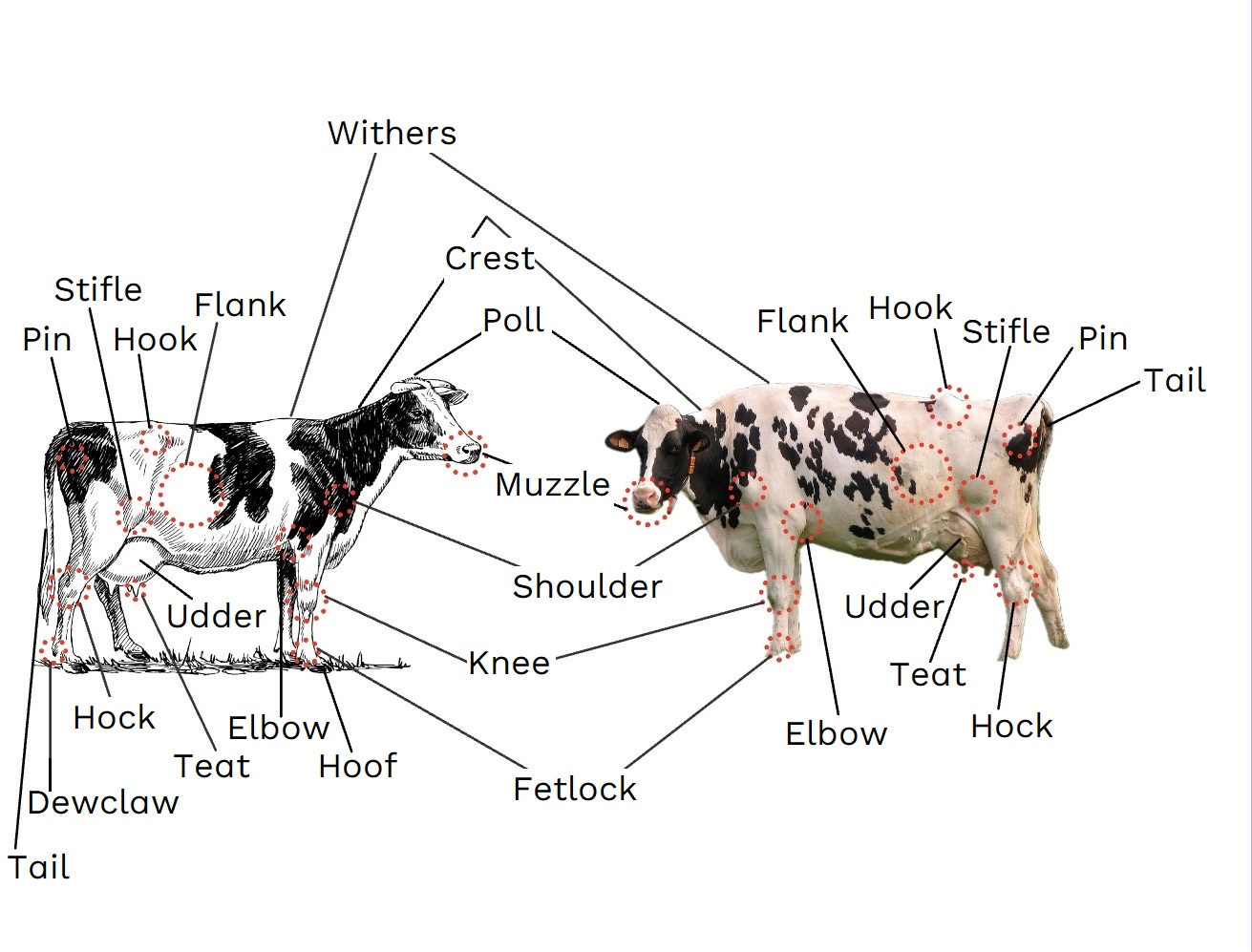 8.3 Large Animal Anatomy – Introduction to Veterinary Terminology