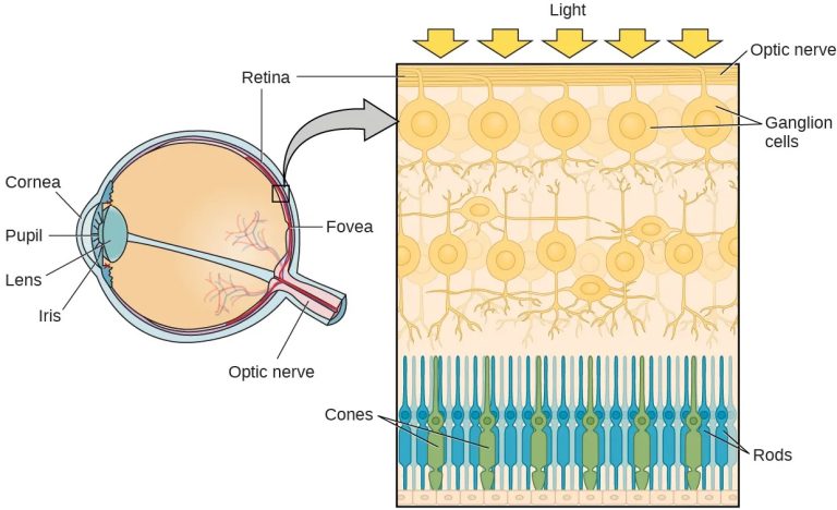 The Visual System – Introduction to Psychology